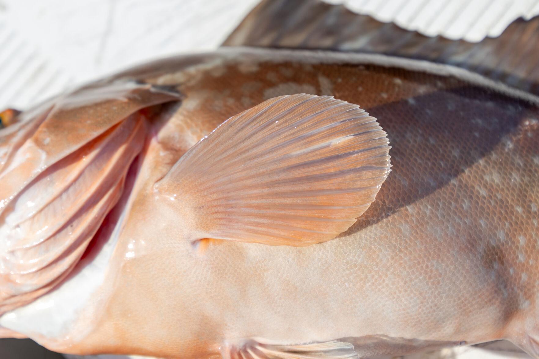 Red Grouper Tactics | InShore | floridasportfishing.com