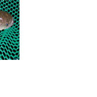 Bull Minnows | InShore | floridasportfishing.com