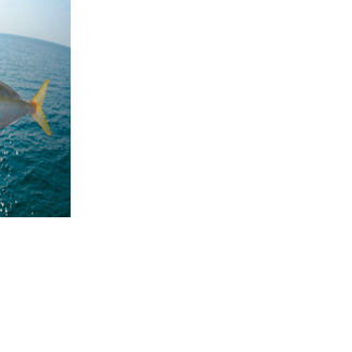 Super Scad: Cigar Minnow | OffShore | floridasportfishing.com