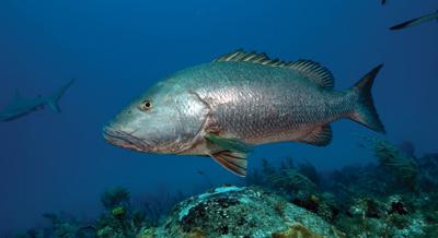 Super Snapper | Fishing-report | floridasportfishing.com