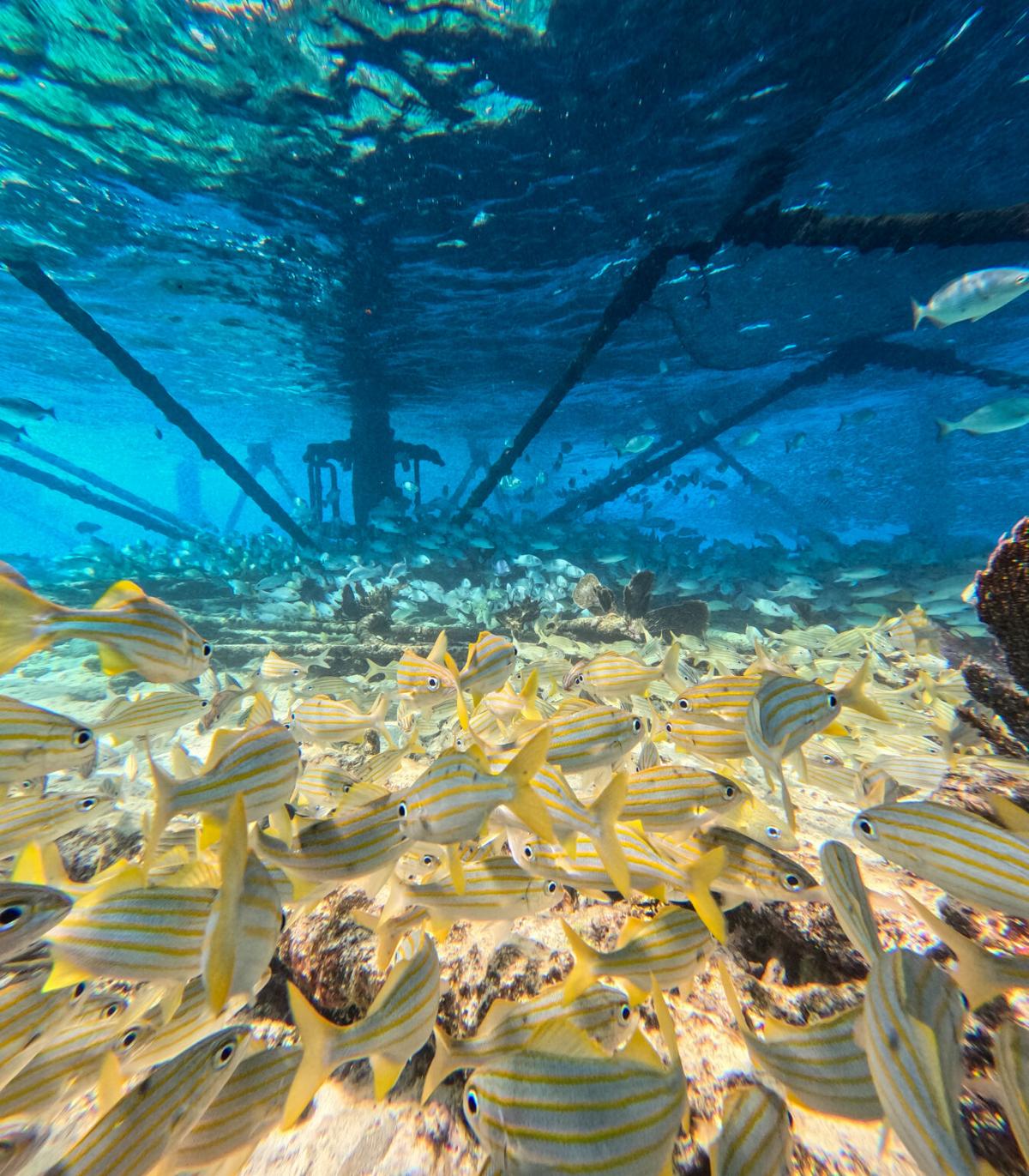 A Guide to Alligator Reef | OffShore | floridasportfishing.com