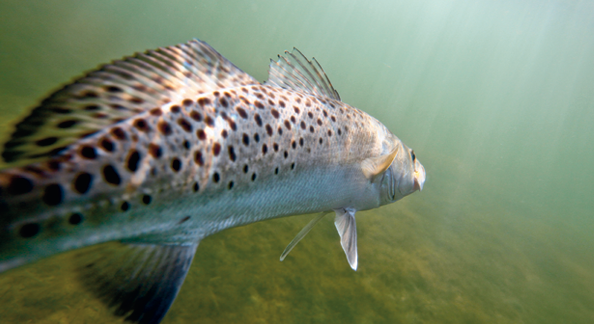 Spotted Sea Trout Underwater