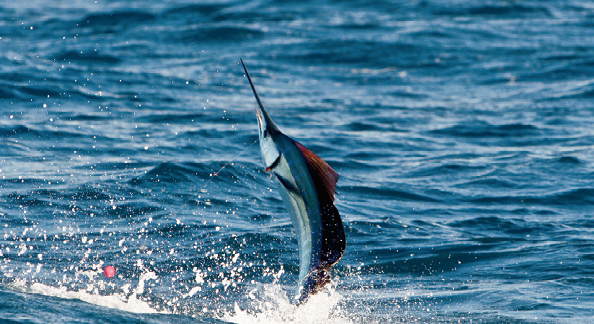 14th Annual Cove Sailfish Tournament | OffShore | floridasportfishing.com