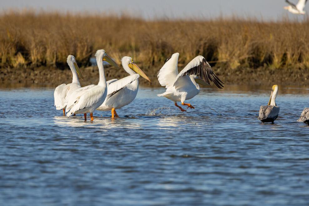 Buras Louisiana: The Most Epic Cast & Blast Small Town | InShore ...