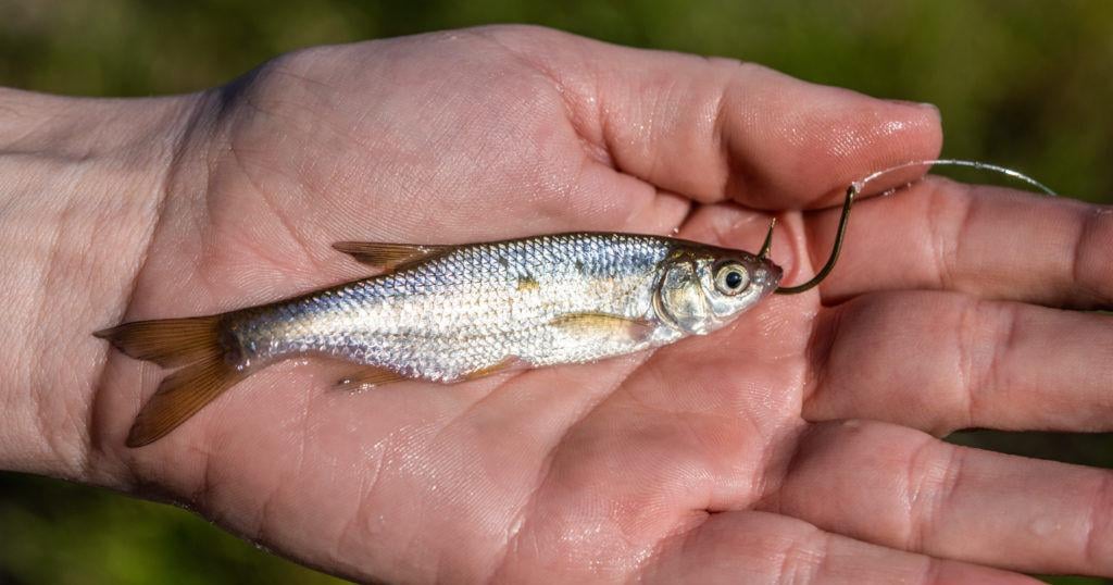 Baitfish Profiles: Target Freshwater Game Fish with Golden Shiner ...