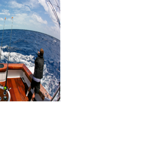 Live Baiting Sailfish | Multimedia | floridasportfishing.com