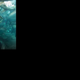 Tarpon Take Center Stage | InShore | floridasportfishing.com