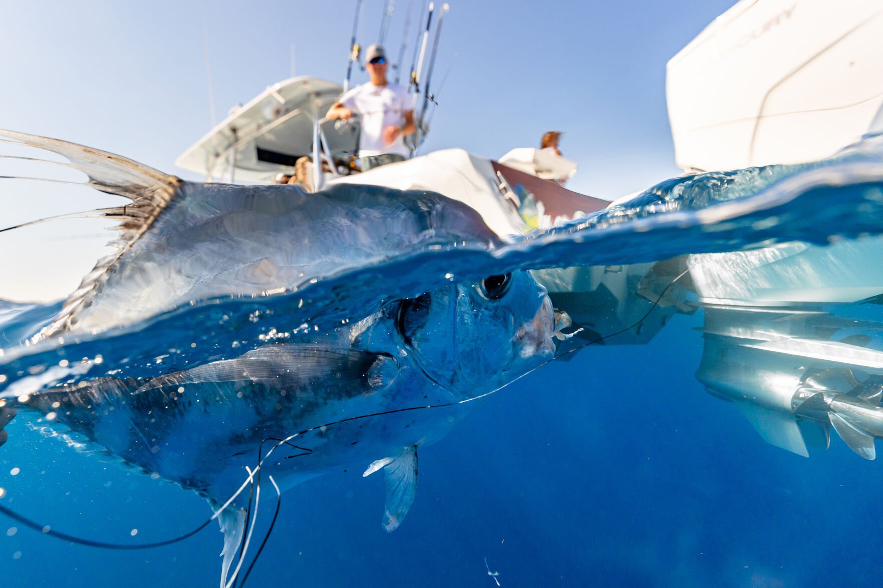 Species Spotlight: African Pompano | OffShore | floridasportfishing.com