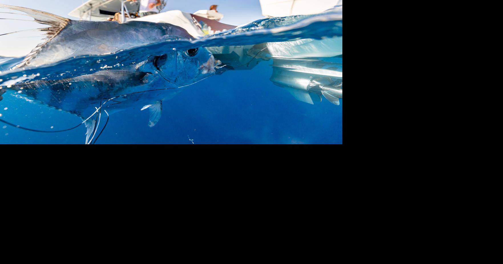 Species Spotlight: African Pompano | OffShore | floridasportfishing.com