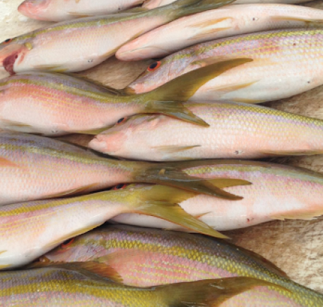Yellowtail Snappers | Fishing-report | floridasportfishing.com