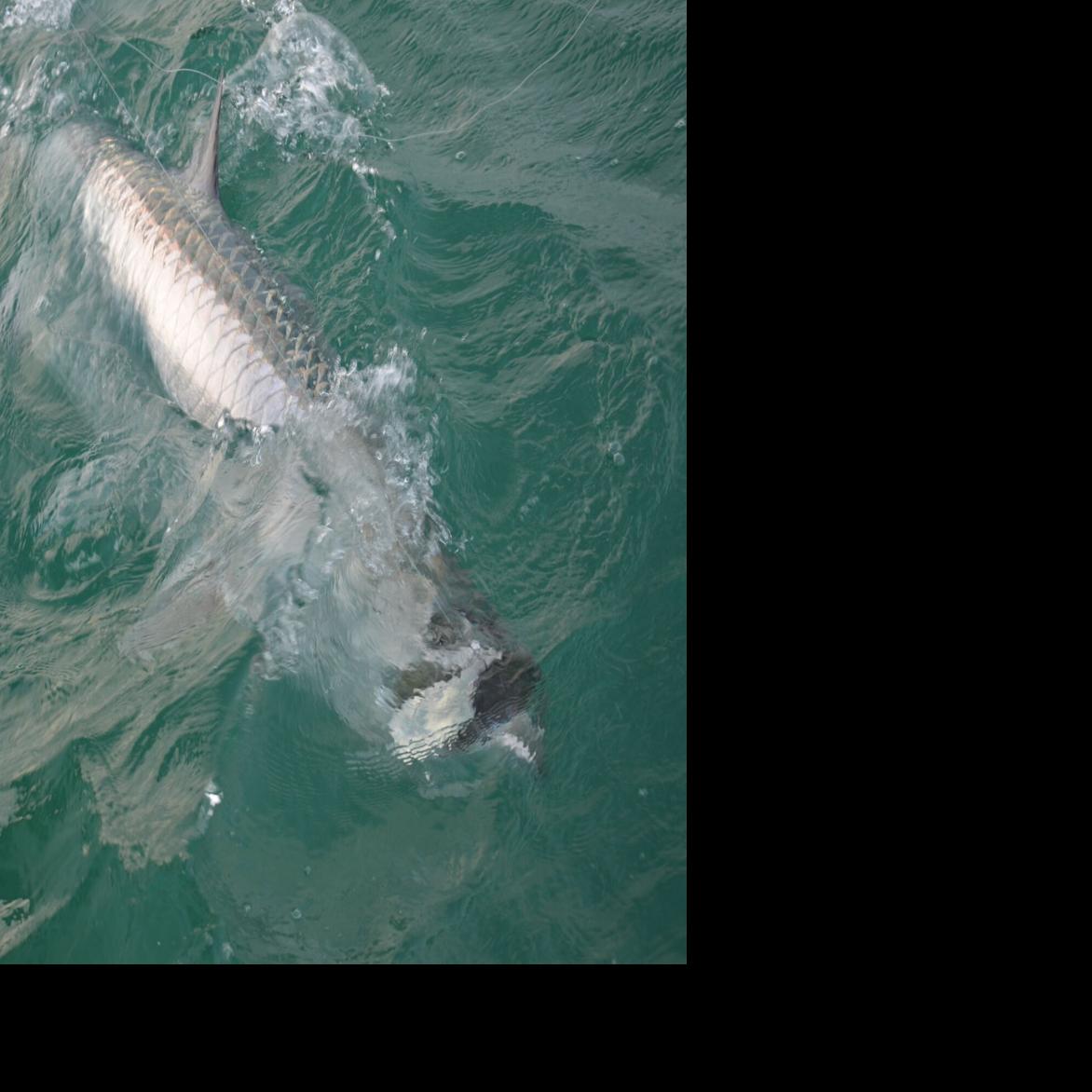 floridasportfishing.com | Florida Sport Fishing