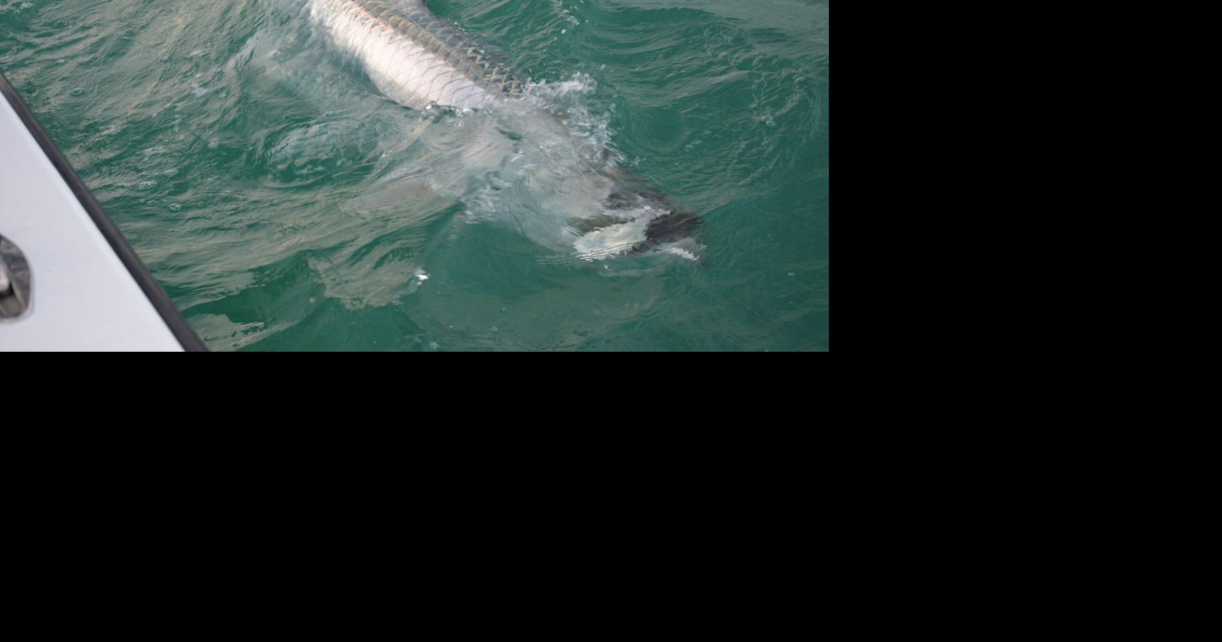 The Art of Fishing for Tarpon Using Live Mullet | InShore ...