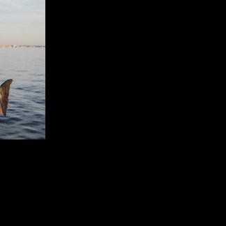 Garnet and Gold | InShore | floridasportfishing.com