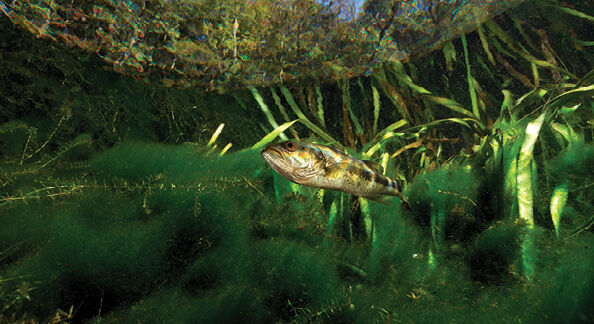 Kick Bass In The Grass | FreshWater | floridasportfishing.com