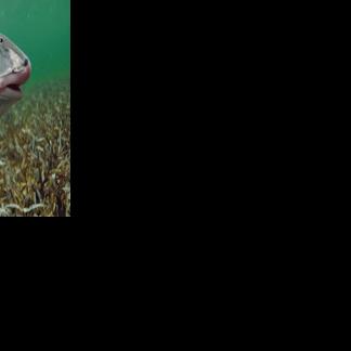 Grass Class | InShore | floridasportfishing.com