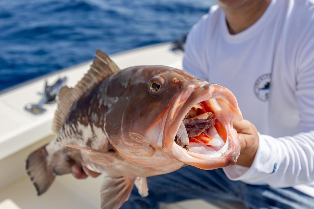 do grouper have teeth