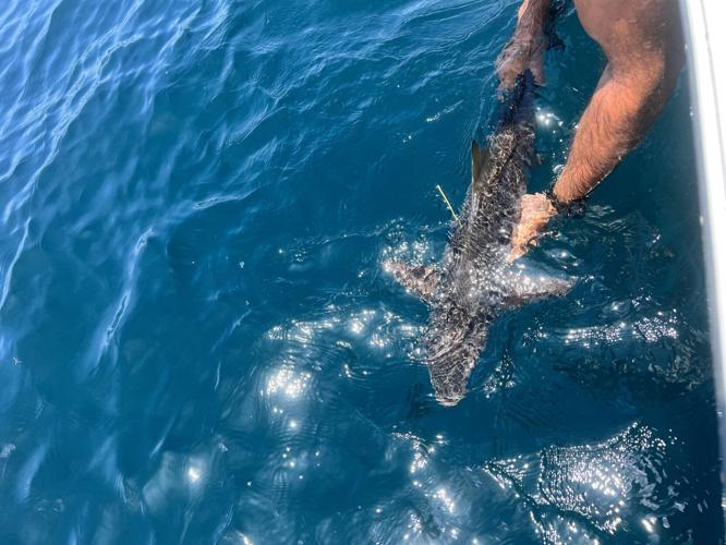 Could Pacific Ocean Buoys Predict the Cobia Migration? | OffShore ...