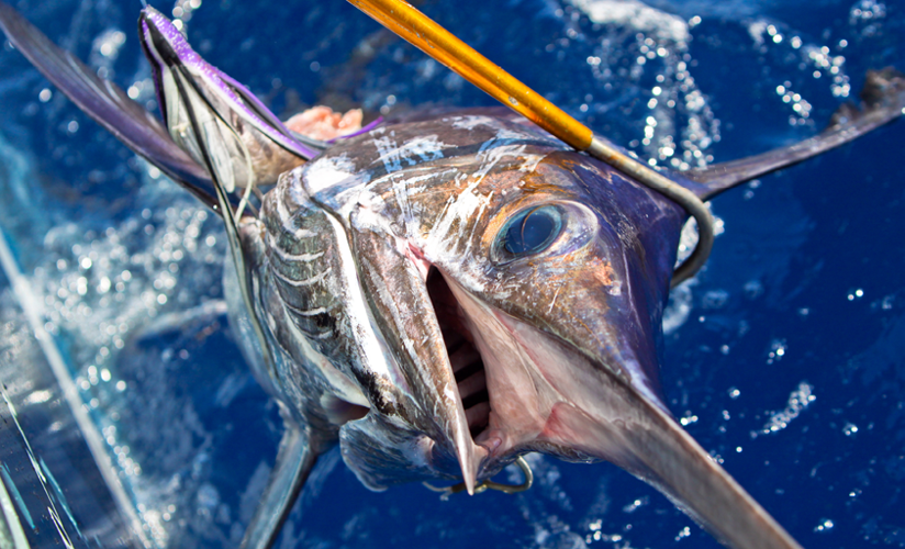 Daytime Swordfish | Multimedia | floridasportfishing.com
