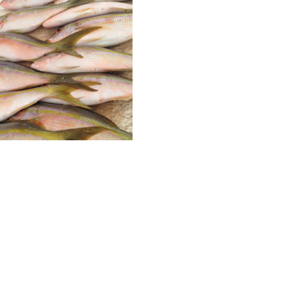 Yellowtail Snappers | Fishing-report | floridasportfishing.com