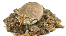Sand Fleas | InShore | floridasportfishing.com