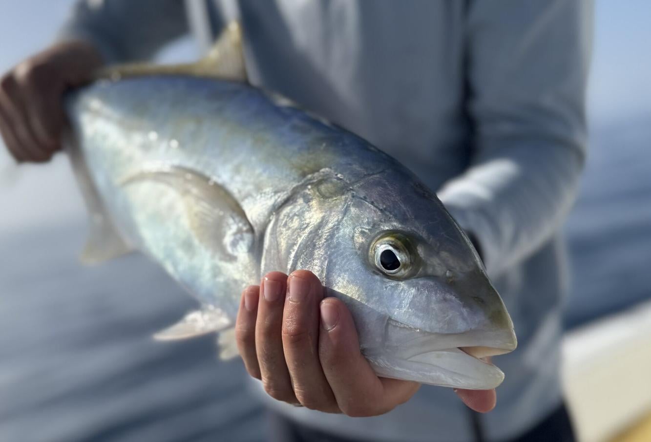 Yellow Jack Fishing: Florida’s Most Underrated Game Fish | OffShore ...