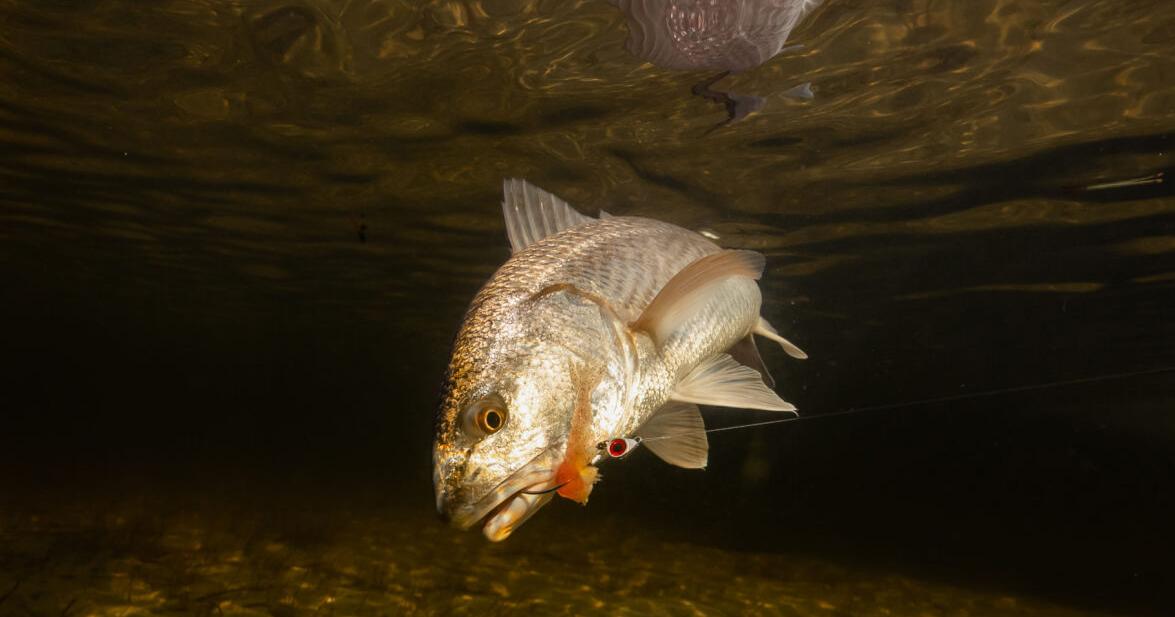 Strategies for Targeting Redfish in Cold Water | InShore ...