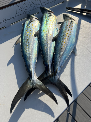 A Guide to Catching Mackerel | InShore | floridasportfishing.com