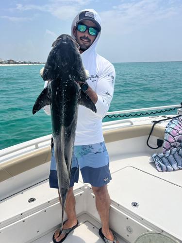 Could Pacific Ocean Buoys Predict the Cobia Migration? | OffShore ...