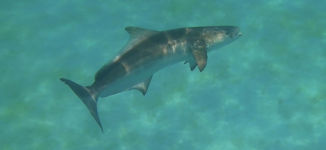 Could Pacific Ocean Buoys Predict the Cobia Migration? | OffShore ...