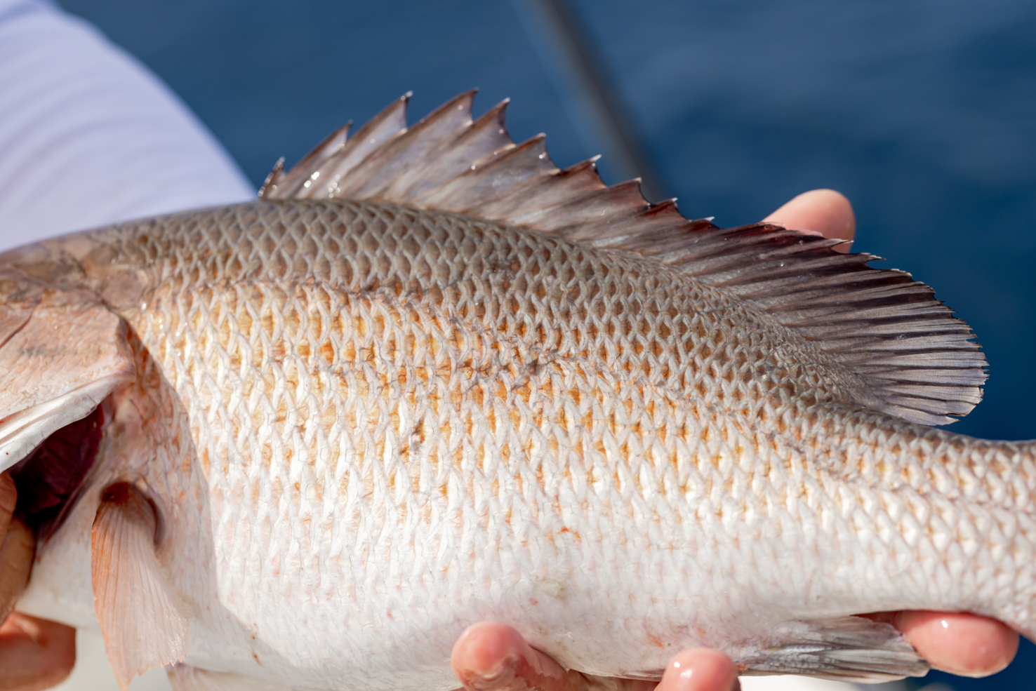 Expert Tips for Catching Mangrove Snapper in the Gulf | OffShore ...
