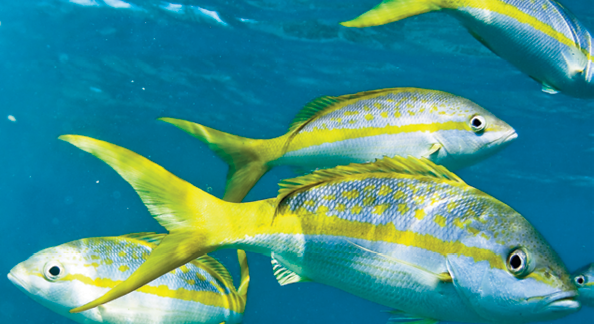 Fallback Flags | OffShore | floridasportfishing.com