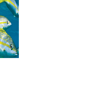 Fallback Flags | OffShore | floridasportfishing.com