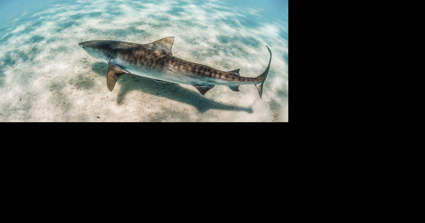 Shore-Based Shark Fishing: Rules & Tips for Anglers | InShore ...
