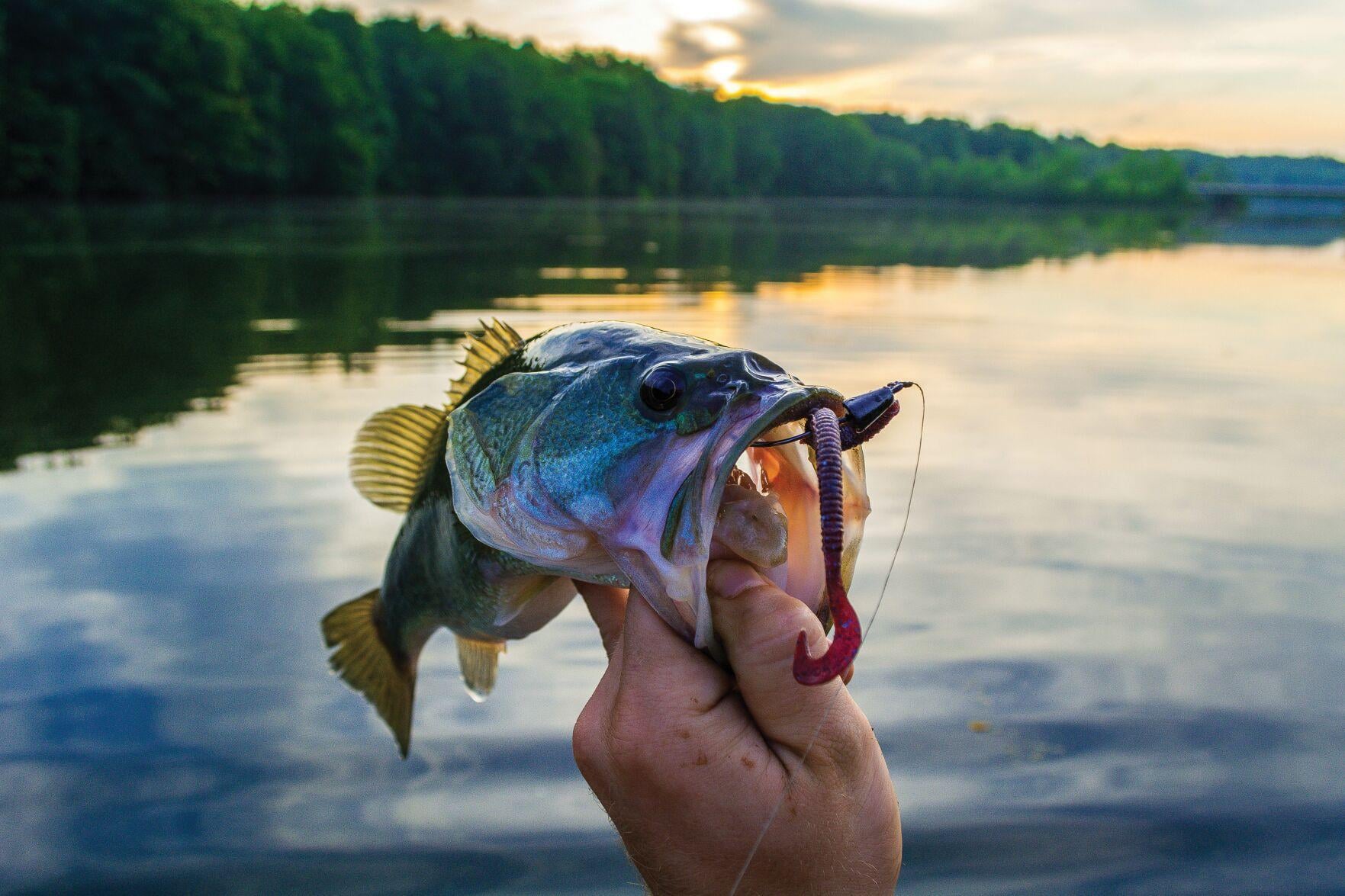 5 Florida Bass Baits You Need in Your Arsenal | FreshWater ...