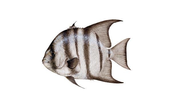 Atlantic Spadefish | Backcountry | floridasportfishing.com