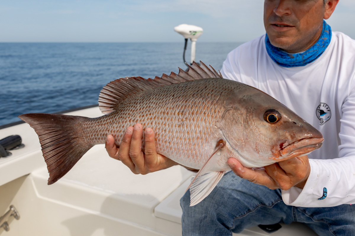 angler fish bite mark