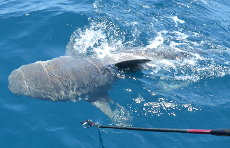 Shark Shoot | Multimedia | floridasportfishing.com