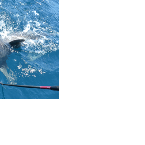 Shark Shoot | Multimedia | floridasportfishing.com