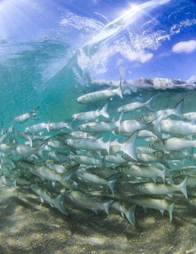Unraveling the Mysteries of Giant Snook Fishing | InShore ...