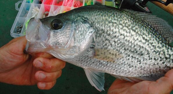 Speck-Tacular | FreshWater | floridasportfishing.com