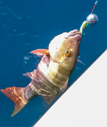 Baku Ball: A Hidden Gem in Jigging | OffShore | floridasportfishing.com