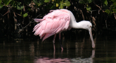 Everglades National Park Reopens | Press Releases | floridasportfishing.com