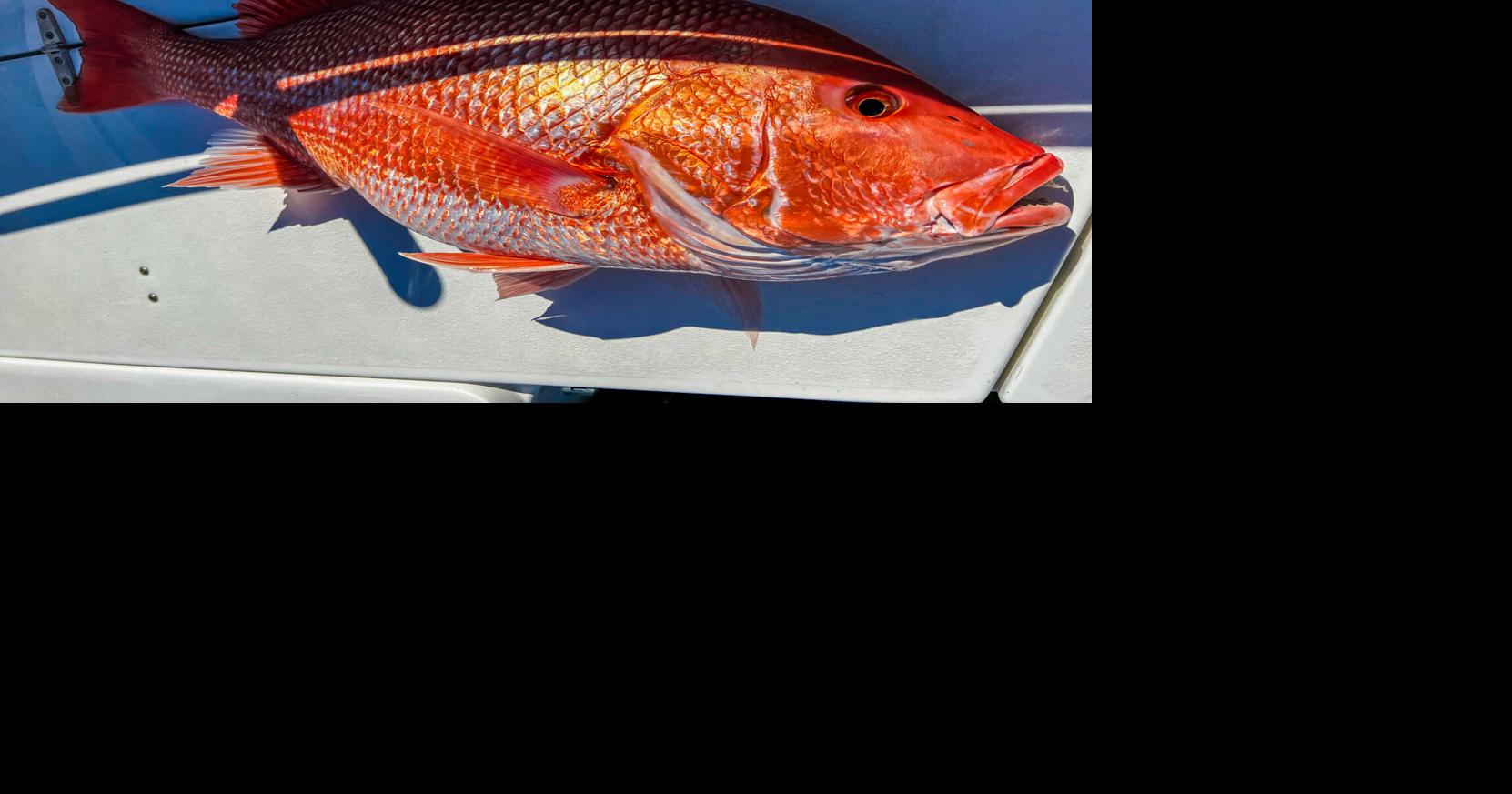 big snapper | Fishing-cat | floridasportfishing.com