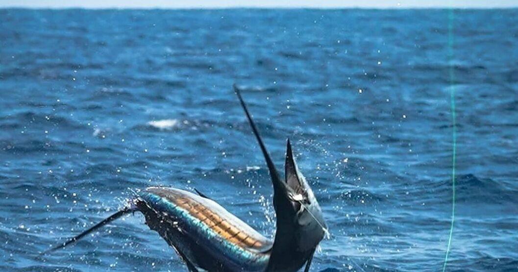 Lady Anglers Billfish Tournament: Women in Fishing ...
