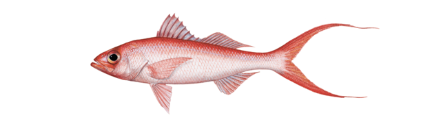 Species Spotlight: Queen Snapper | OffShore | floridasportfishing.com