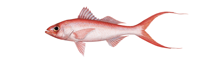 Species Spotlight: Queen Snapper | OffShore | floridasportfishing.com