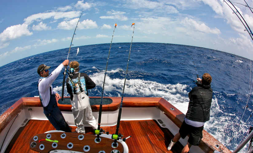 Live Baiting Sailfish | Multimedia | floridasportfishing.com