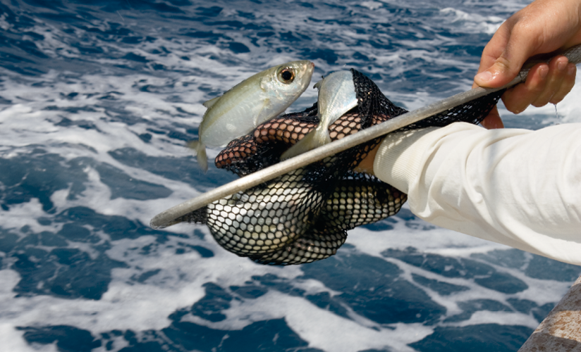 Super Scad: Goggle Eye | OffShore | floridasportfishing.com