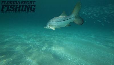 FWC Makes Snook, Redfish Temporarily Catch-and-Release Only in Areas ...