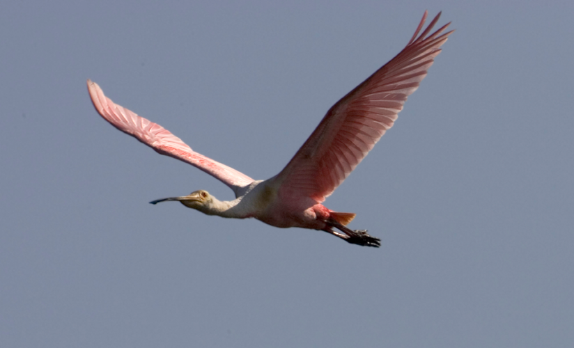 Everglades National Park Reopens | Press Releases | floridasportfishing.com